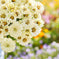 Zinnia Seeds - Cactus Snowman | Flower Seeds in Packets & Bulk | Eden ...