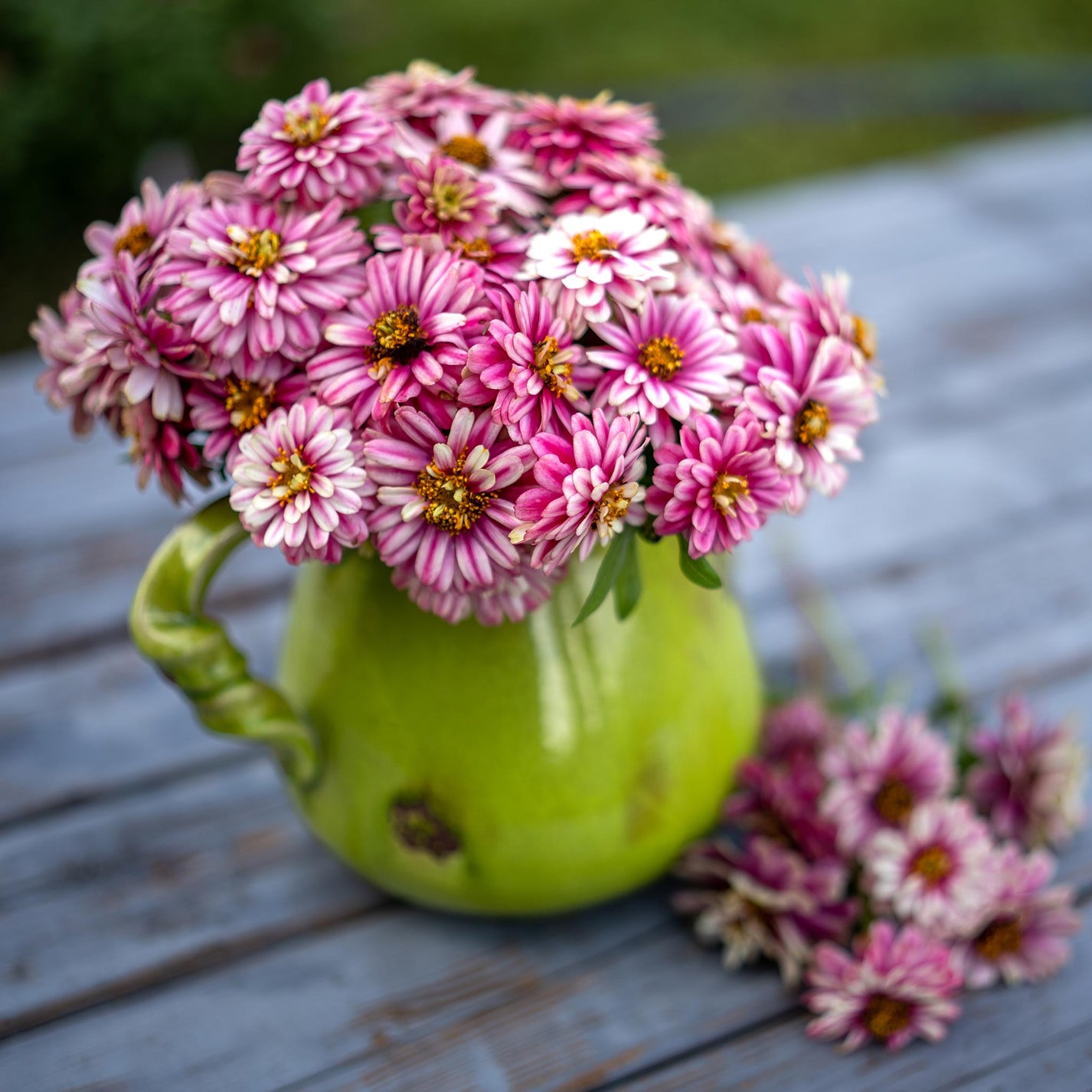 Zinnia Seeds - Zahara Double Raspberry Ripple | Flower Seeds in Packets ...
