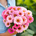 Zinnia Seeds - Exquisite | Flower Seeds in Packets & Bulk | Eden Brothers