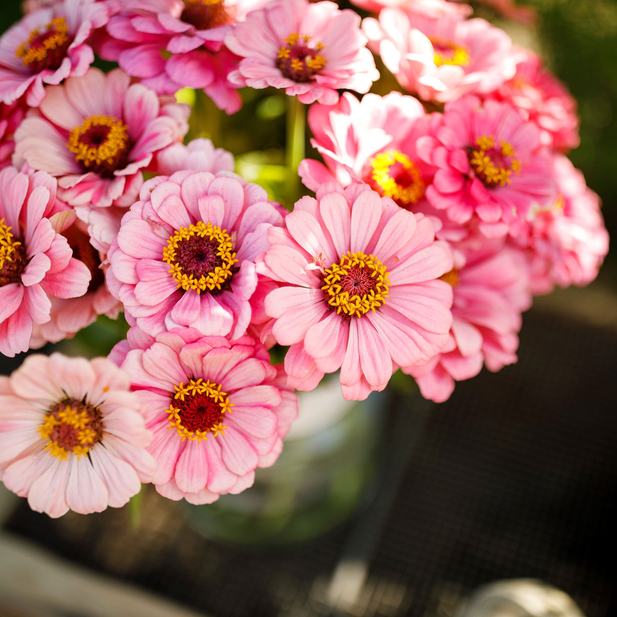 Zinnia Seeds - Exquisite | Flower Seeds in Packets & Bulk | Eden Brothers