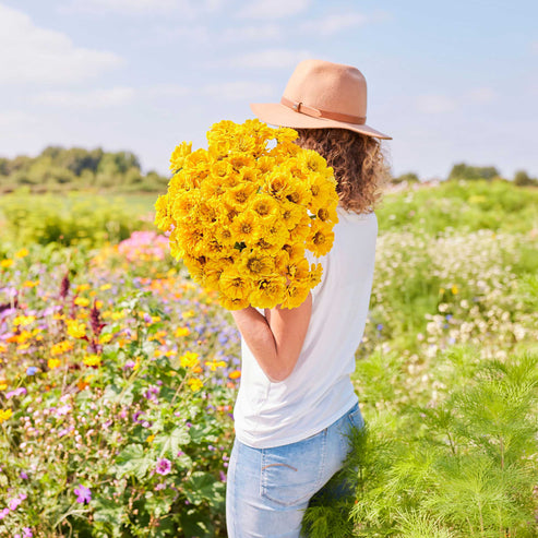 Zinnia Seeds - Golden State | Flower Seeds in Packets & Bulk | Eden ...