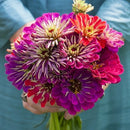 Zinnia Seeds - Meteor Shower Mix | Flower Seeds in Packets & Bulk ...