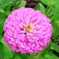 Zinnia Seeds - Miss Willmott | Flower Seeds in Packets & Bulk | Eden ...