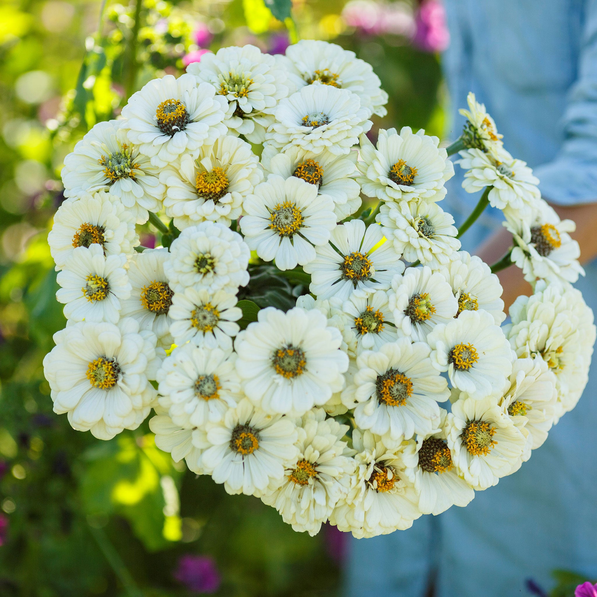 Zinnia Seeds - Polar Bear | Flower Seeds in Packets & Bulk | Eden Brothers