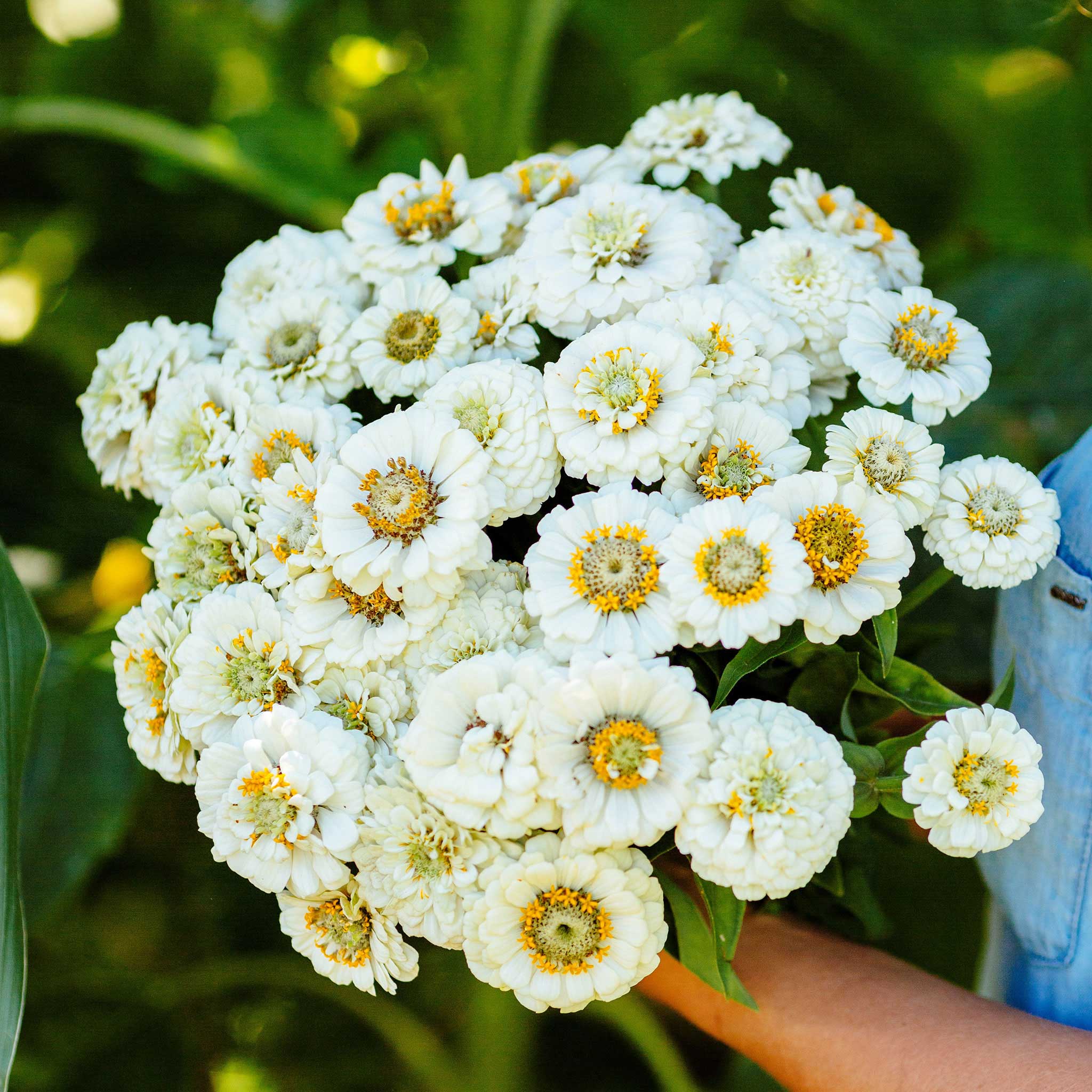 Zinnia Seeds - Pumila White | Flower Seeds in Packets & Bulk | Eden ...
