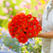 Zinnia Seeds - Super Cactus Redman | Flower Seeds in Packets & Bulk ...