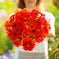 Zinnia Seeds - Super Cactus Redman | Flower Seeds in Packets & Bulk ...