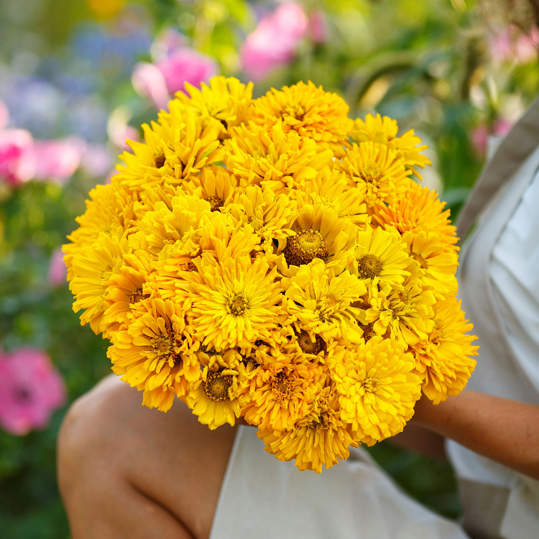 Zinnia Seeds - Super Cactus Sungod | Flower Seeds in Packets & Bulk ...