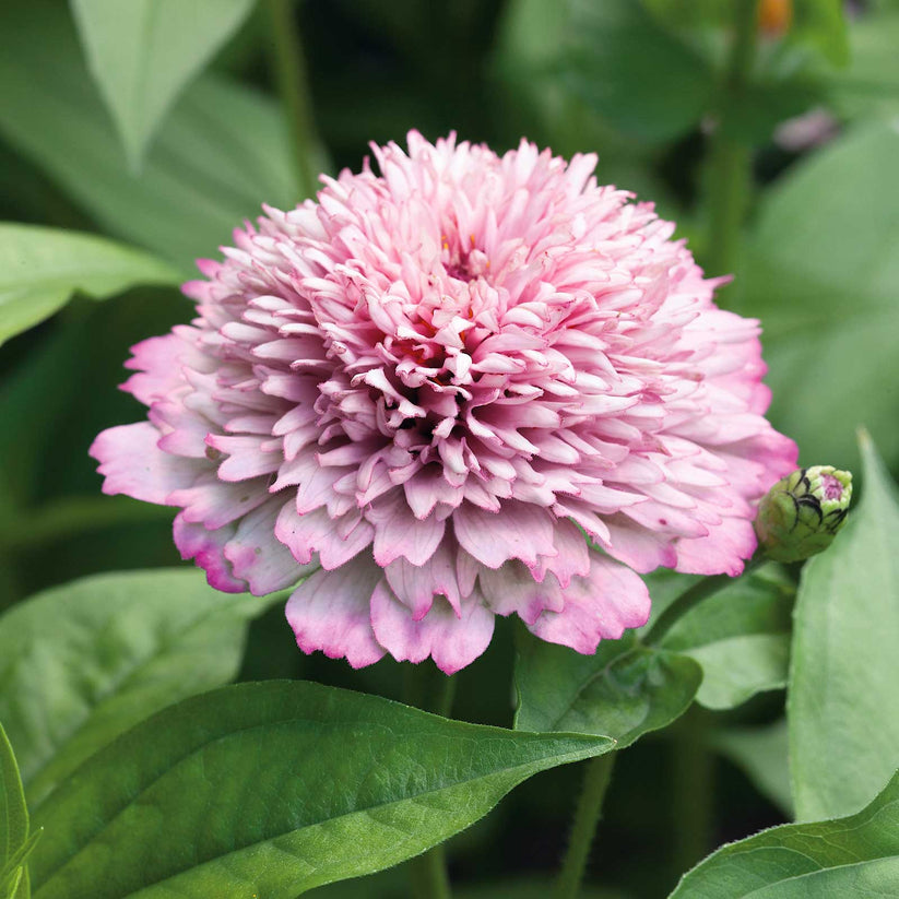 Zinnia Seeds - Zinderella Lilac | Flower Seeds in Packets & Bulk | Eden ...